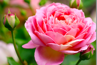 Connaître, comprendre et reconnaître – SENTIMENT OCÉANIQUE